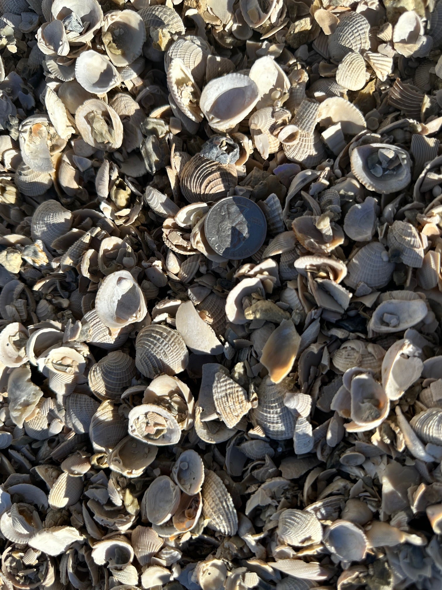Coastal Shell | Volusia Mulch and Stone